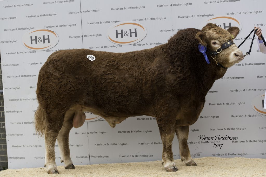 EASY CALVING BULLS IN BIG DEMAND AS AMPERTAINE MAGNUM LEADS CARLISLE ...