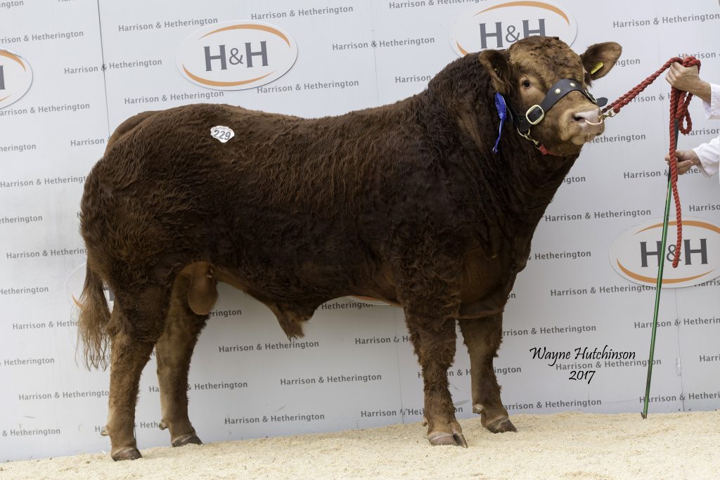 EASY CALVING BULLS IN BIG DEMAND AS AMPERTAINE MAGNUM LEADS CARLISLE ...