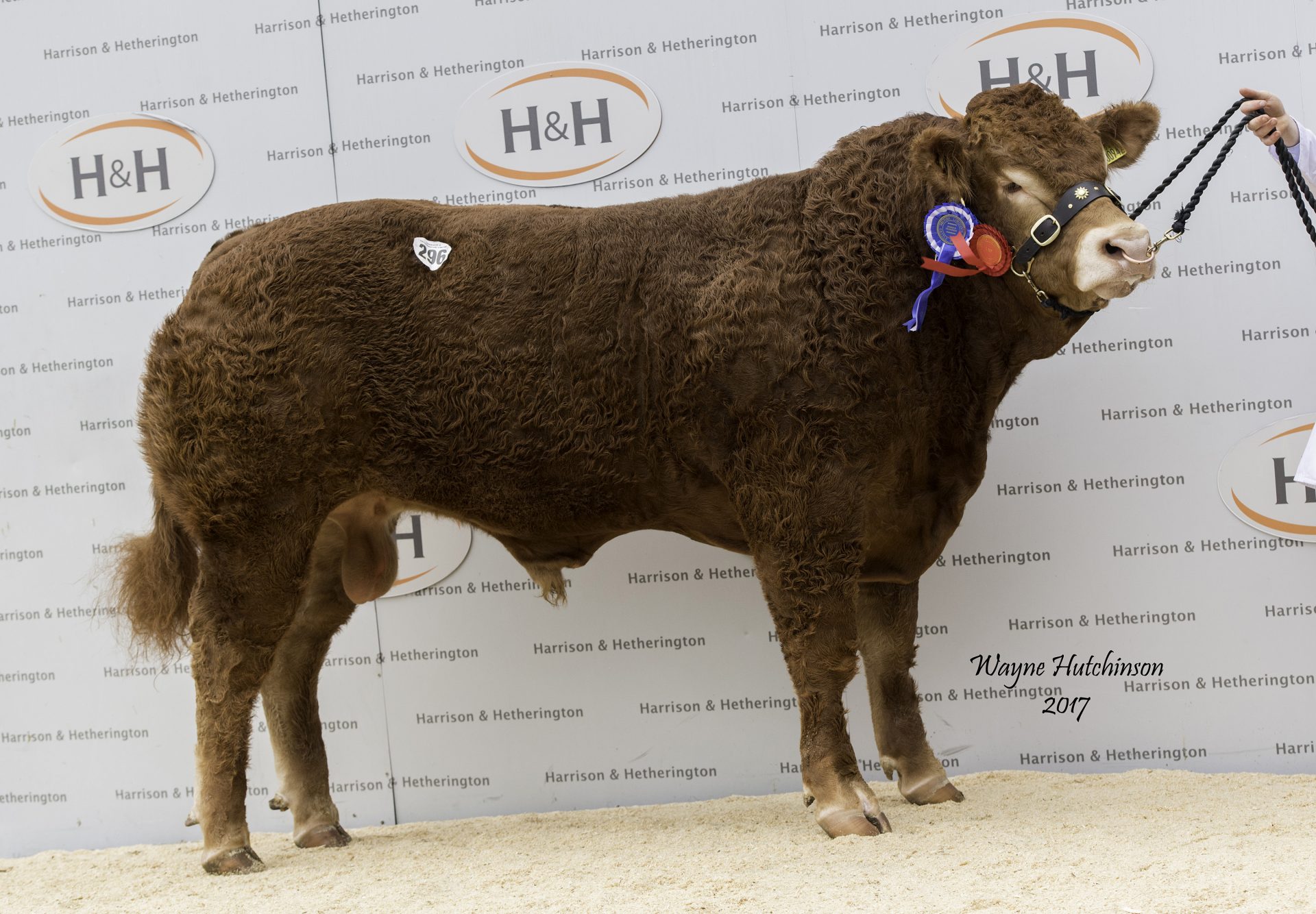 EASY CALVING BULLS IN BIG DEMAND AS AMPERTAINE MAGNUM LEADS CARLISLE ...