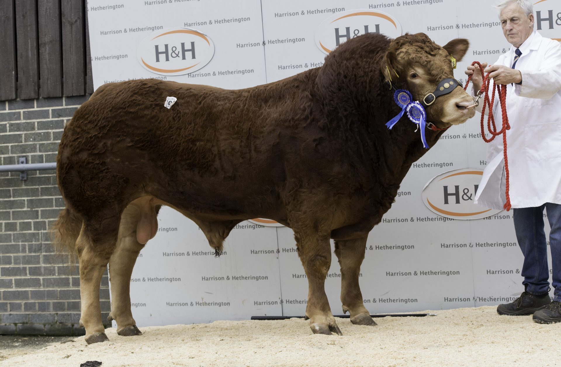 EASY CALVING BULLS IN BIG DEMAND AS AMPERTAINE MAGNUM LEADS CARLISLE ...