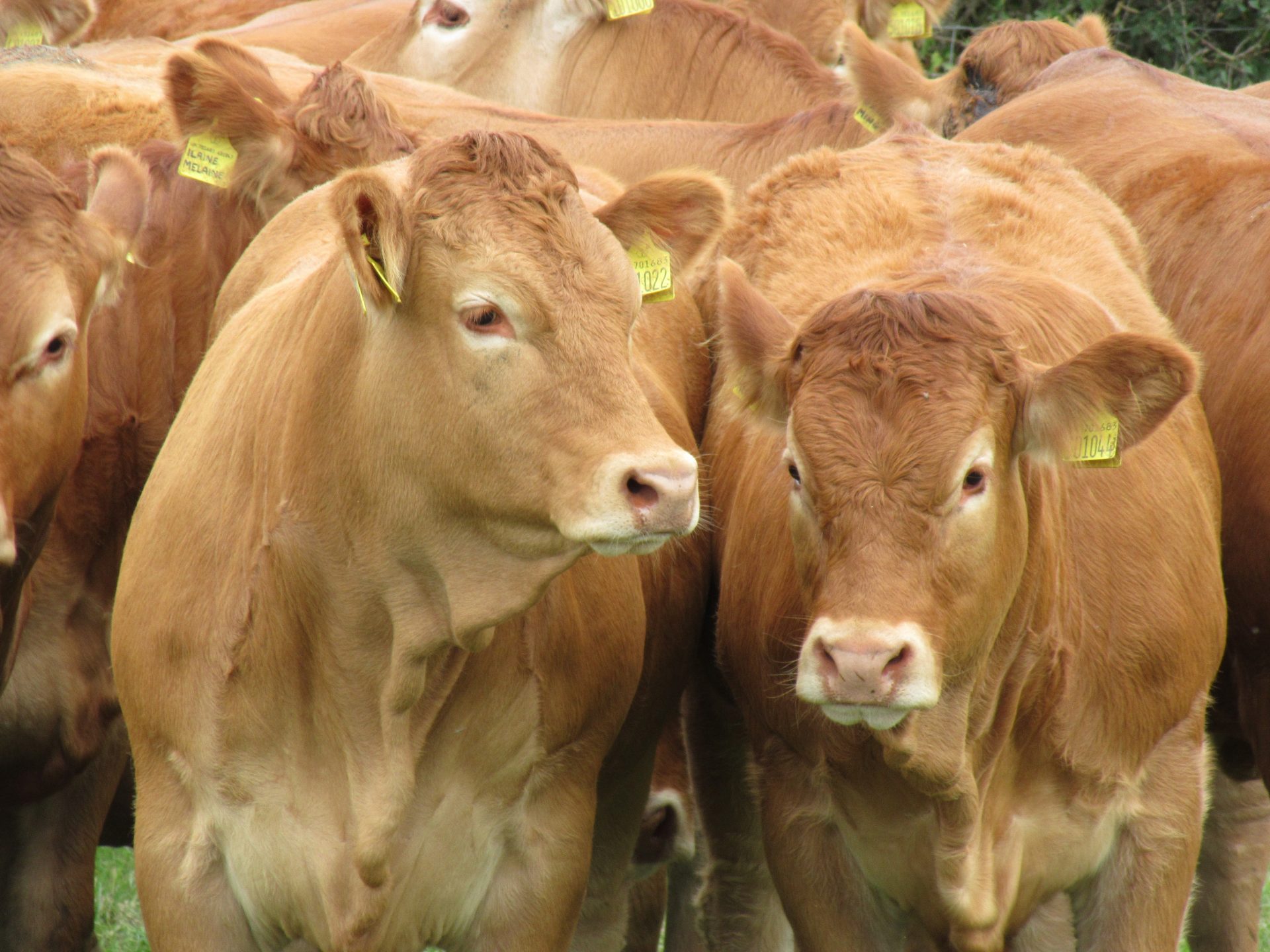 FANTASTIC GARYVAUGHAN OPEN DAY | British Limousin Cattle Society