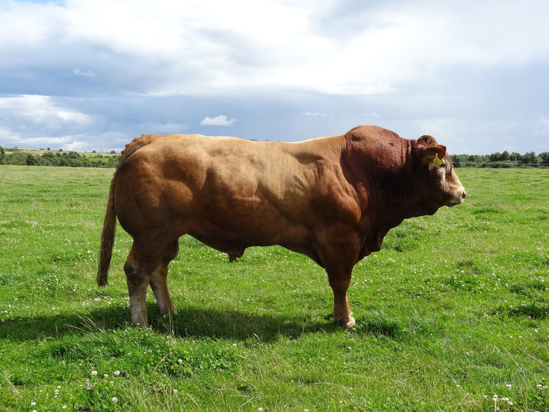 VERSATILE, EASY CALVING, TOP CARCASE TRAITS | British Limousin Cattle ...