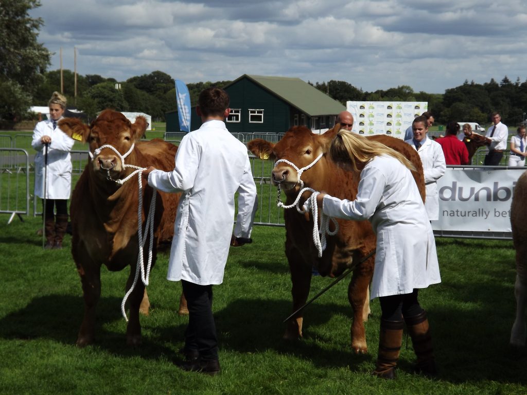 LIMOUSIN LEADERS TAKE FOURTH SPOT IN 2017 NATIONAL YOUNG STARS ...