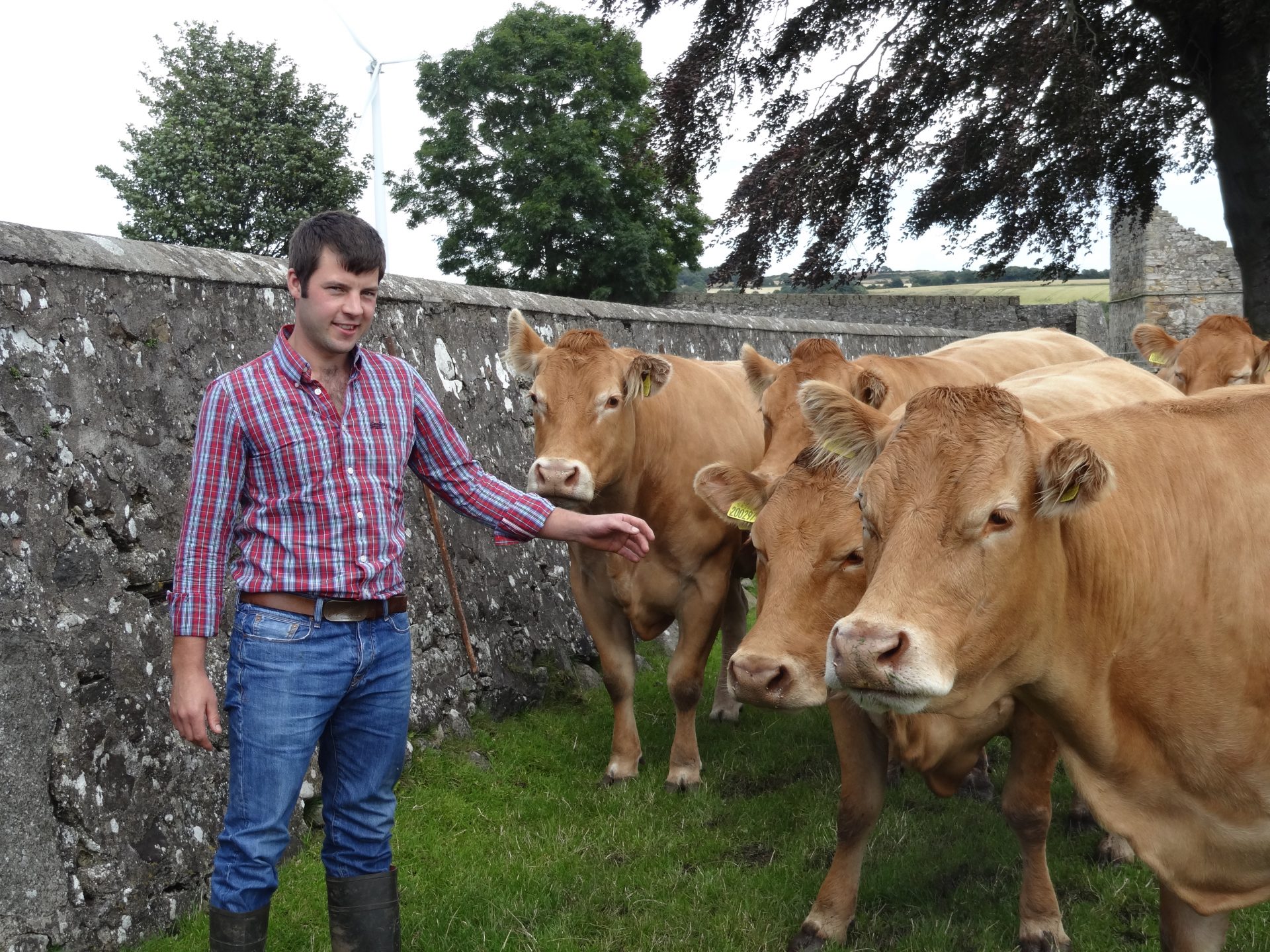 VERSATILE, EASY CALVING, TOP CARCASE TRAITS | British Limousin Cattle ...