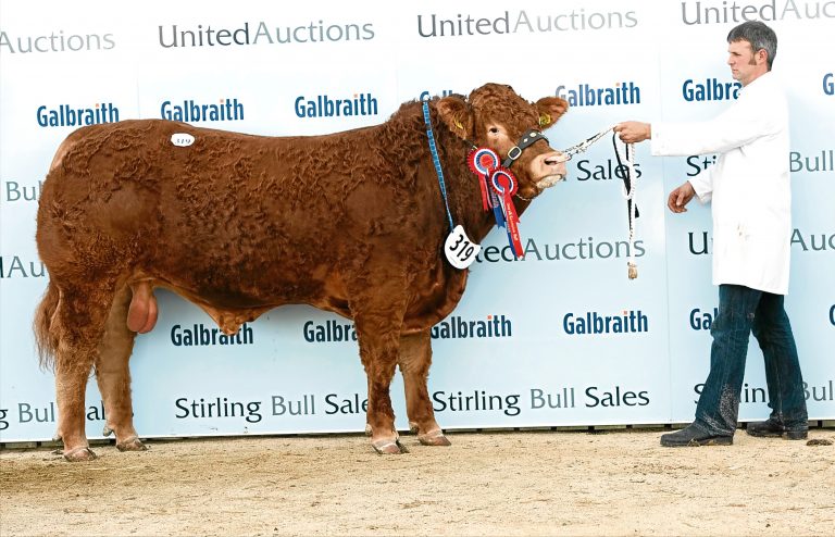 RONICK MOOSE CHAMPION AT STIRLING | British Limousin Cattle Society
