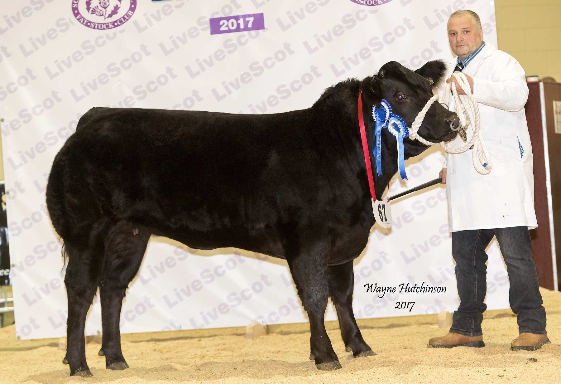 LIMOUSINS CONTINUE WINNING FORM AT 2017 LIVESCOT EVENT | British ...
