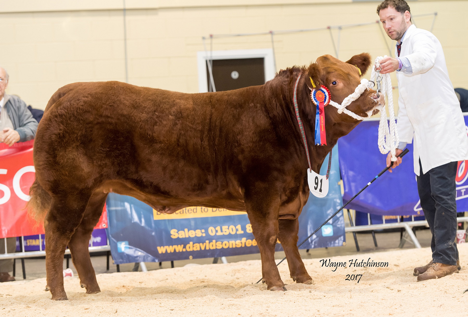 LIMOUSINS CONTINUE WINNING FORM AT 2017 LIVESCOT EVENT | British ...