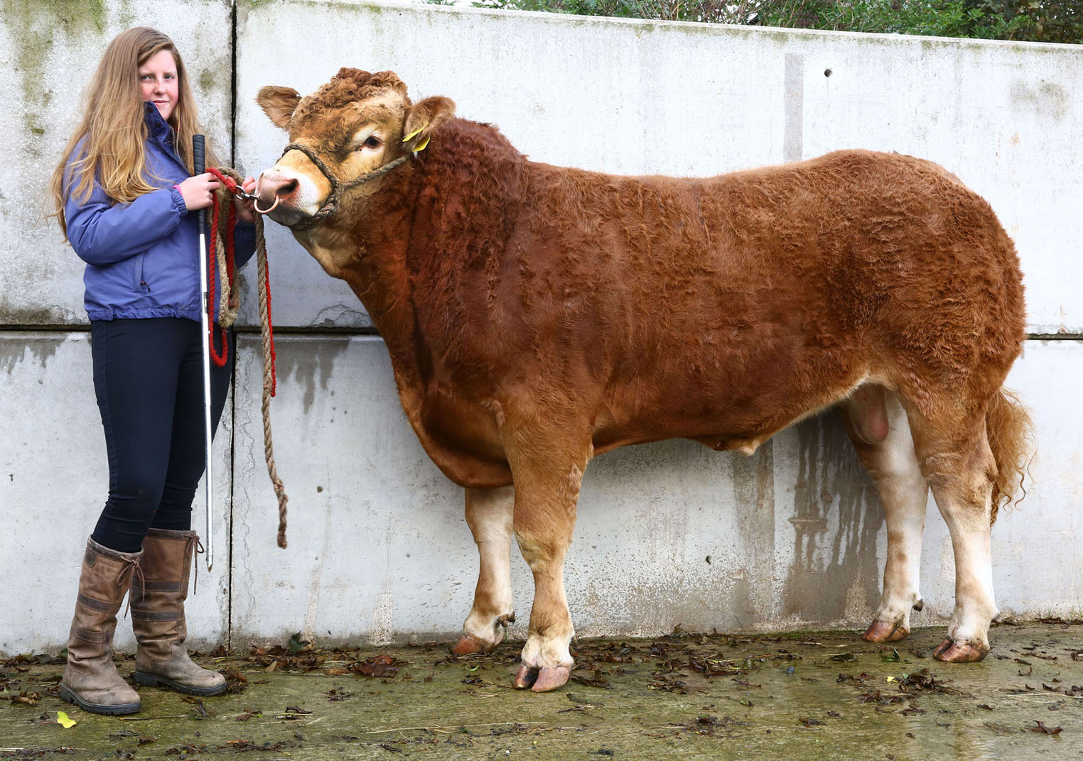 “Limousin Supplying Exactly What The Market Wants” | British Limousin ...