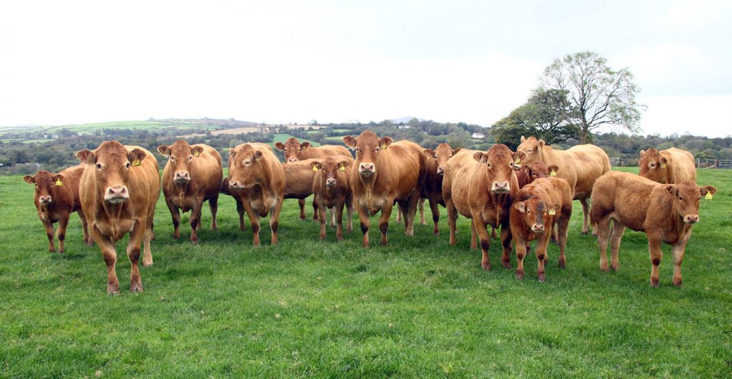“Limousin Supplying Exactly What The Market Wants” | British Limousin ...
