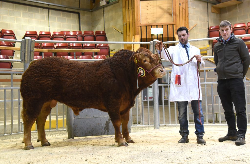 GUNNERFLEET LIMOUSINS LEAD AT SKIPTON BREEDING CATTLE SHOWCASE ...