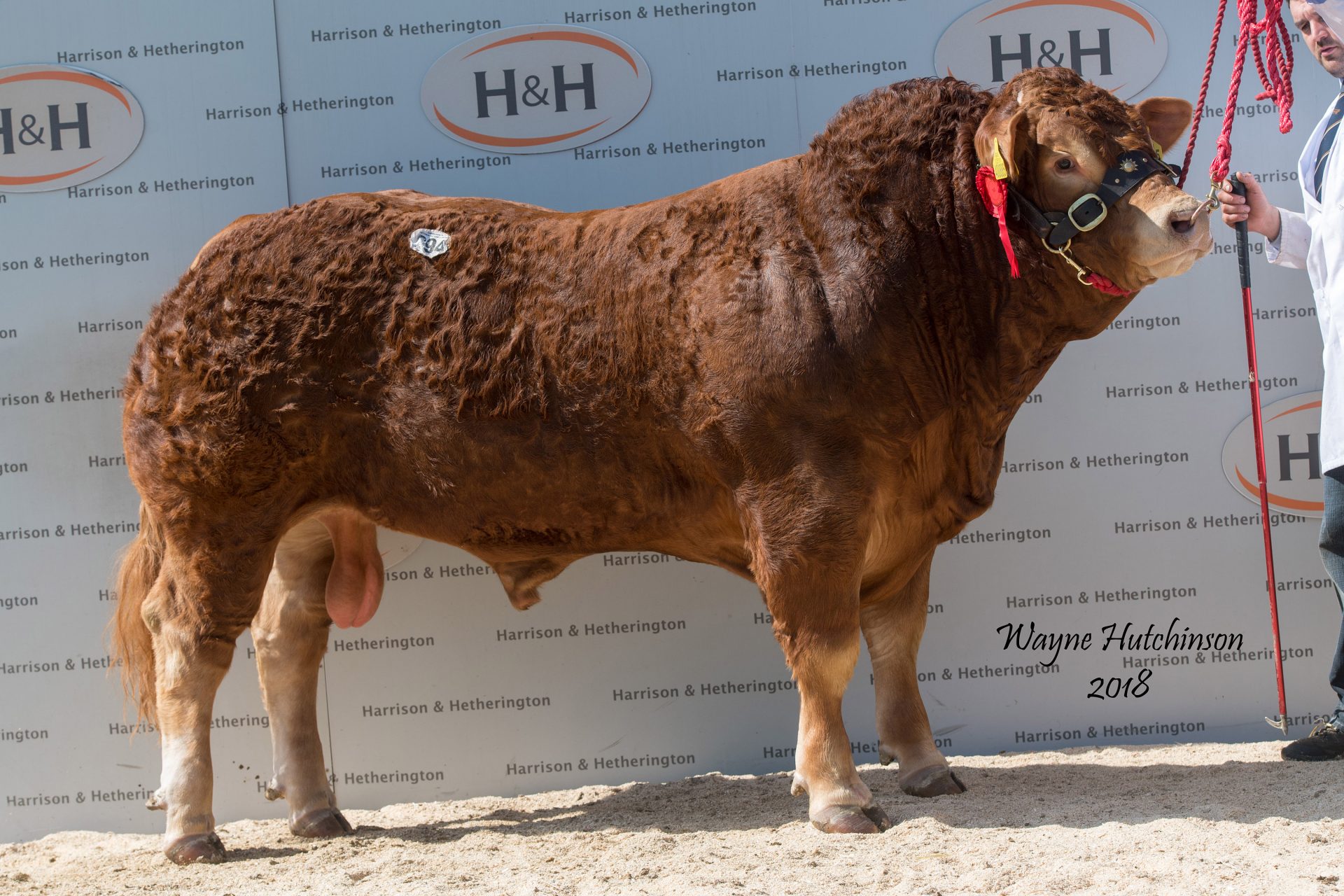 AMPERTAINE MAJESTIC RULES CARLISLE LIMOUSINS AT 35000GNS | British ...