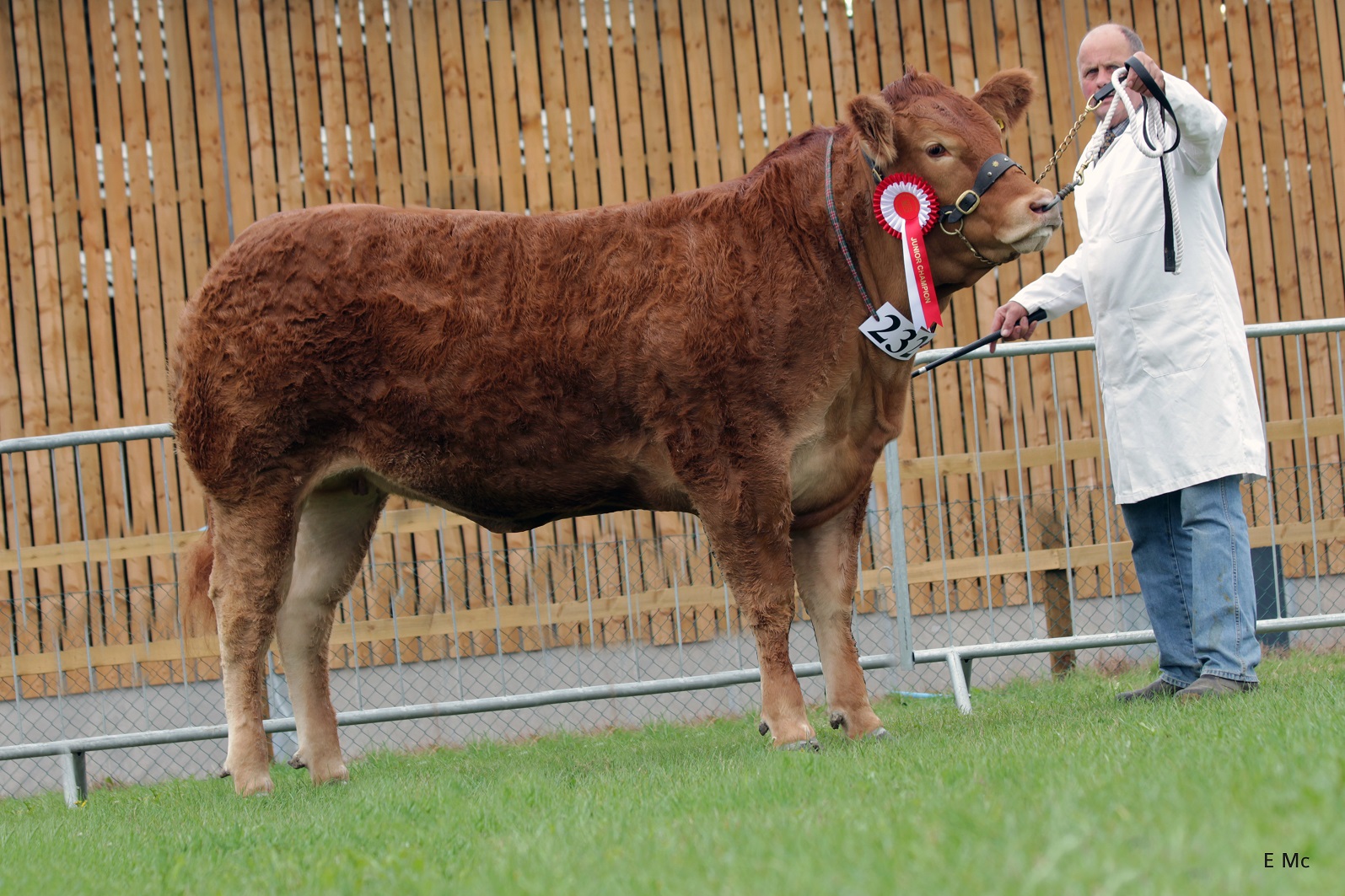 BIDS FLY AS 22,000GNS IRONSTONE DUMANDY LEADS LIMOUSIN HERD DISPERSAL ...