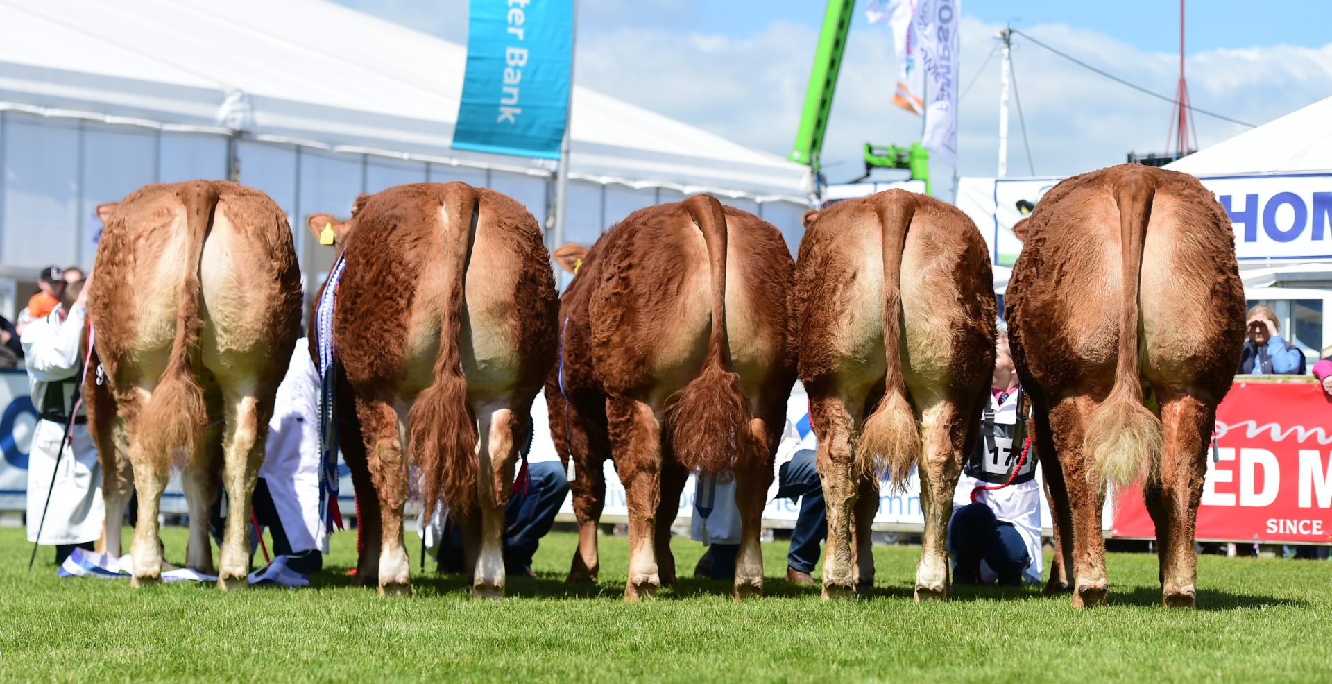 TRUEMAN NOREEN SECURES LIMOUSIN CHAMPIONSHIP AT 2018 BALMORAL SHOW ...