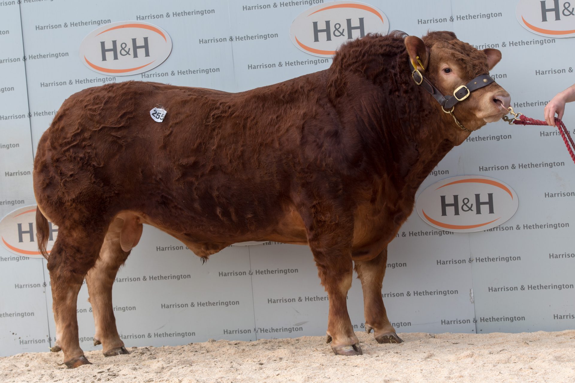 AMPERTAINE MAJESTIC RULES CARLISLE LIMOUSINS AT 35000GNS | British ...