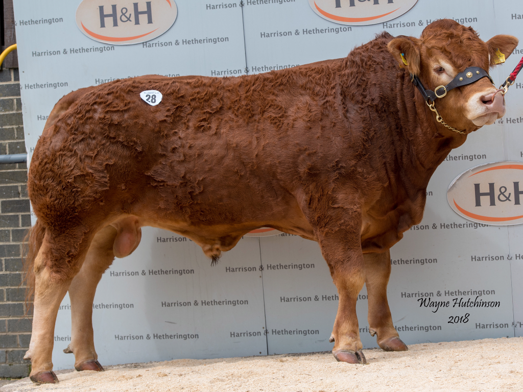 HALTCLIFFE NORSE LEADS AT 5800GNS AT THE SUMMER SALE OF BULLS AND ...