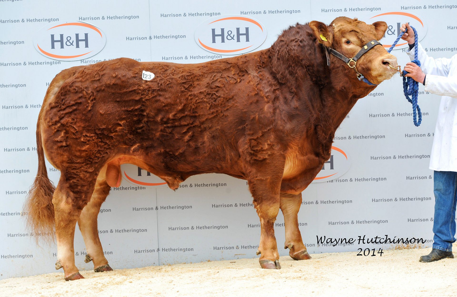 FANTASTIC LIMOUSIN OPEN DAYS AT ALAGILS AND BRONTEMOOR | British ...