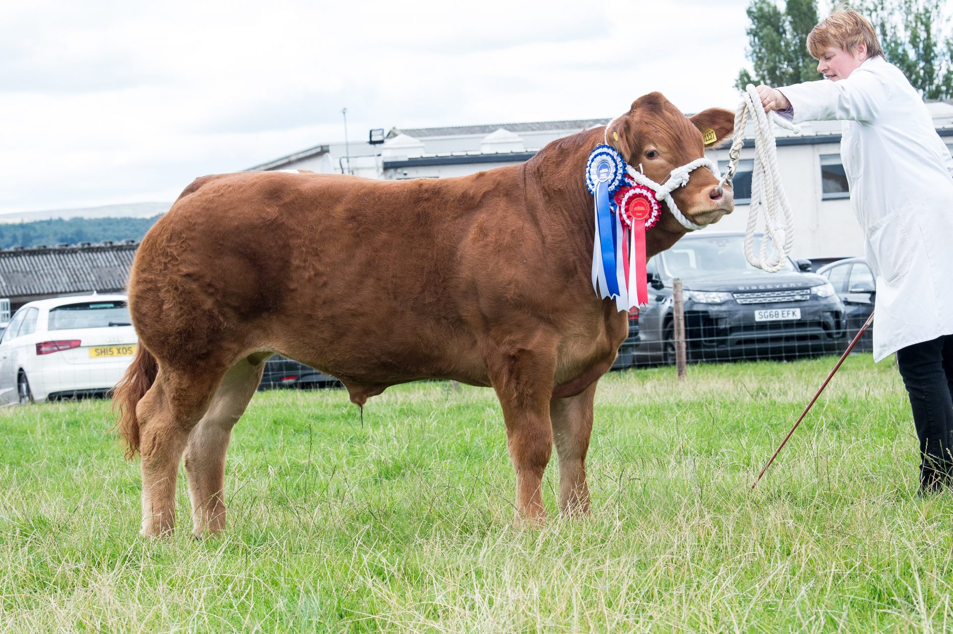 LIMOUSINS DOMINATE AT CALEDONIAN PREMIER SUCKLED CALF SALE | British ...