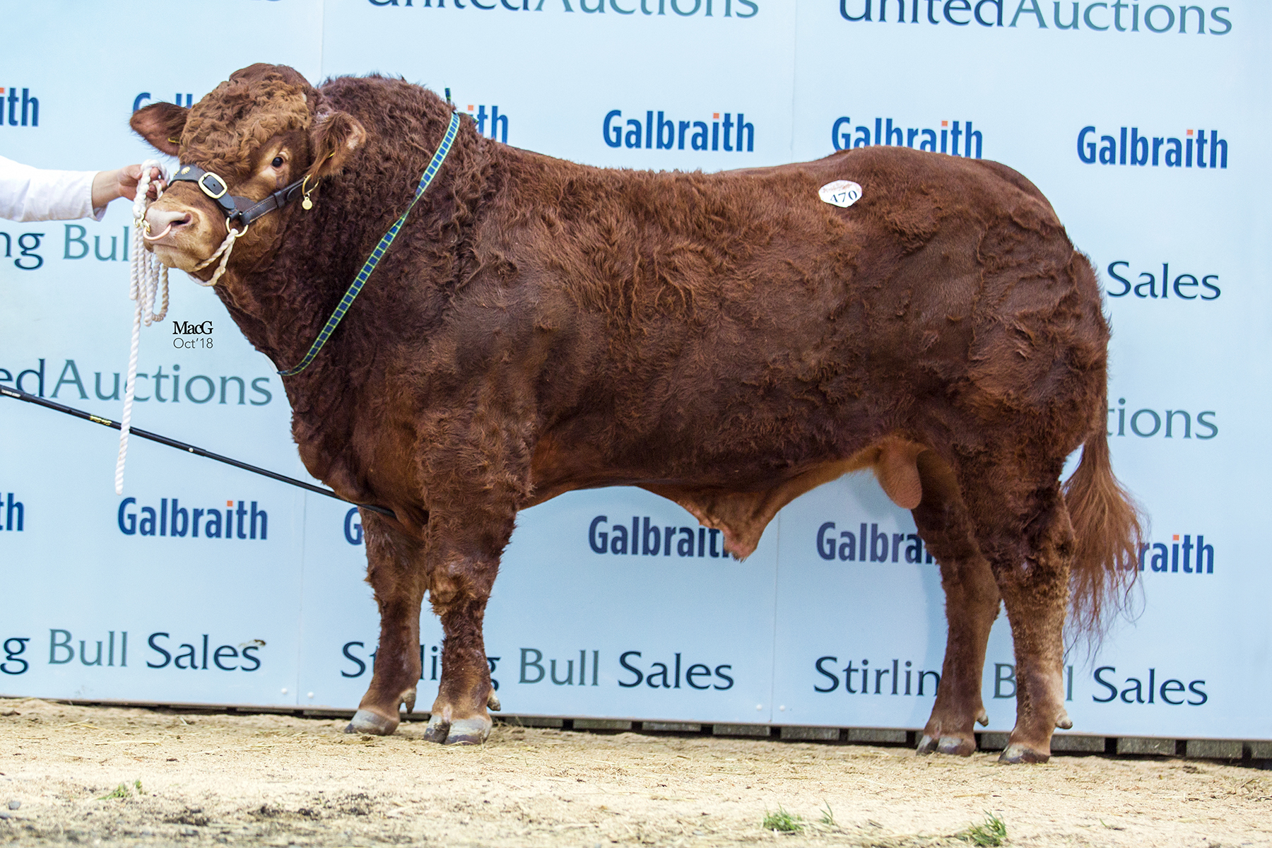 EASY CALVING AND EFFICIENCY THE BUZZ WORDS AS STRONG DEMAND SEES ...