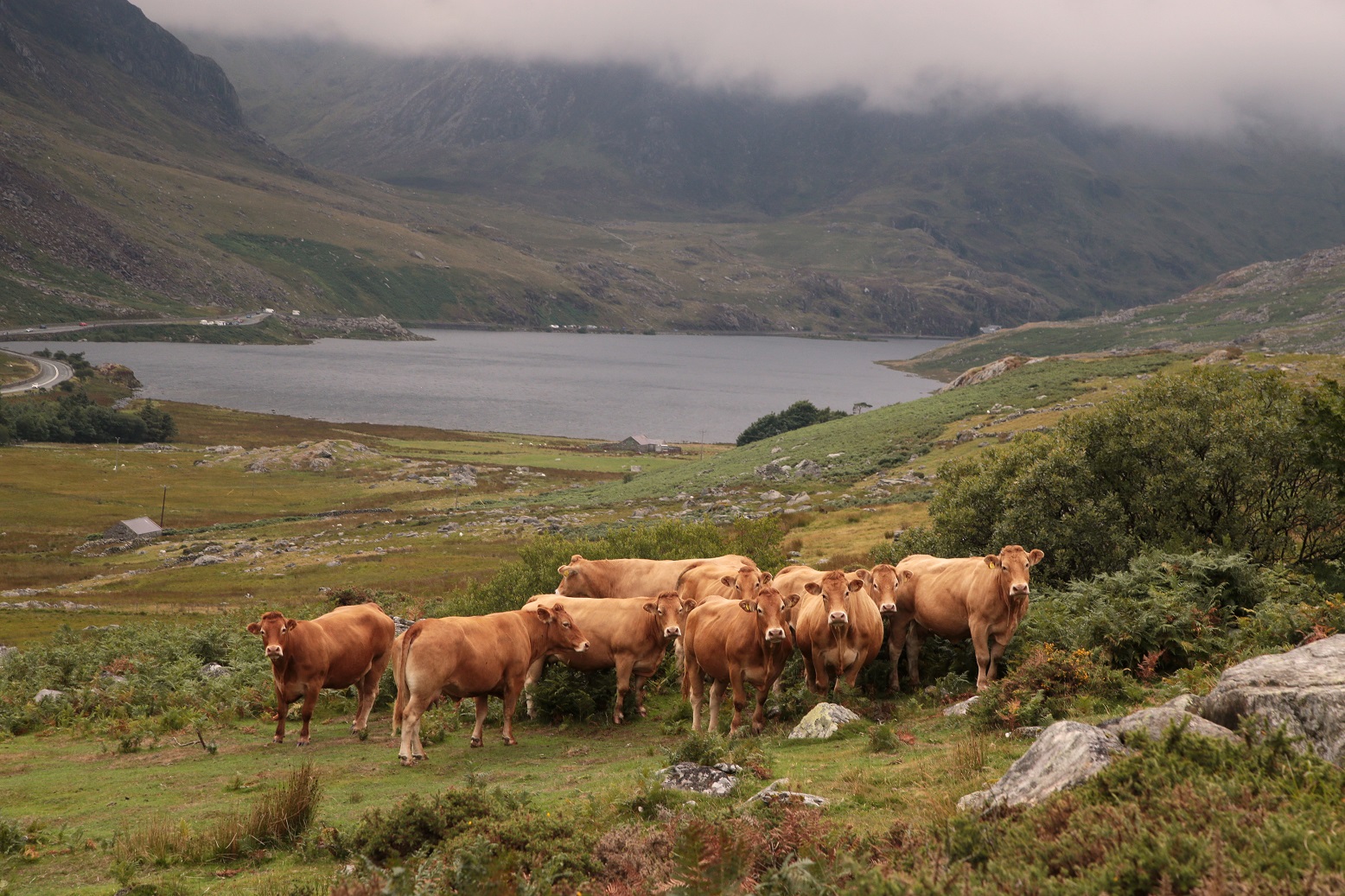 LIMOUSINS IN HARMONY WITH THE ENVIRONMENT | British Limousin Cattle Society