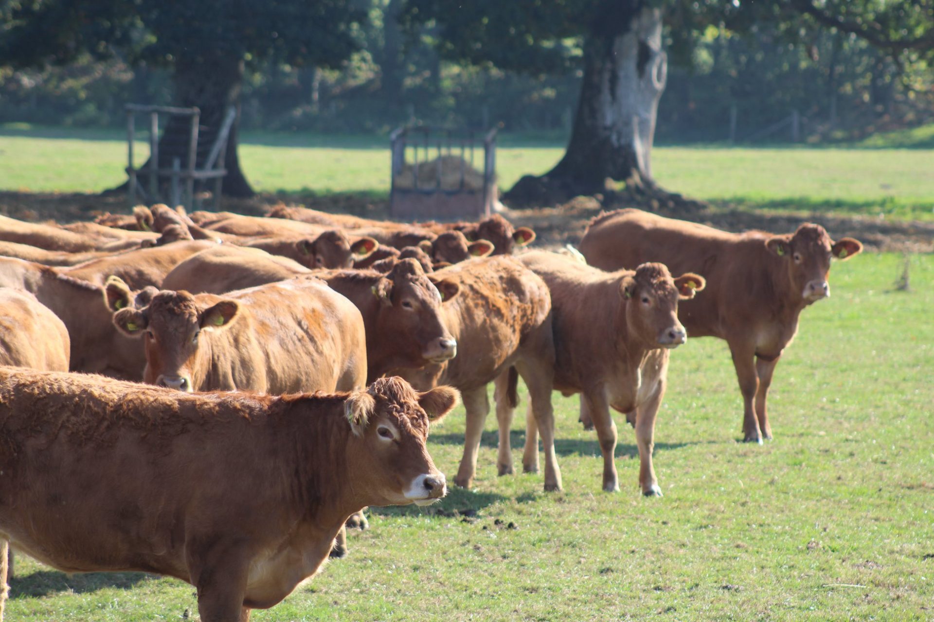 FANTASTIC FARM WALK AT KILLERTON LIMOUSINS | British Limousin Cattle ...