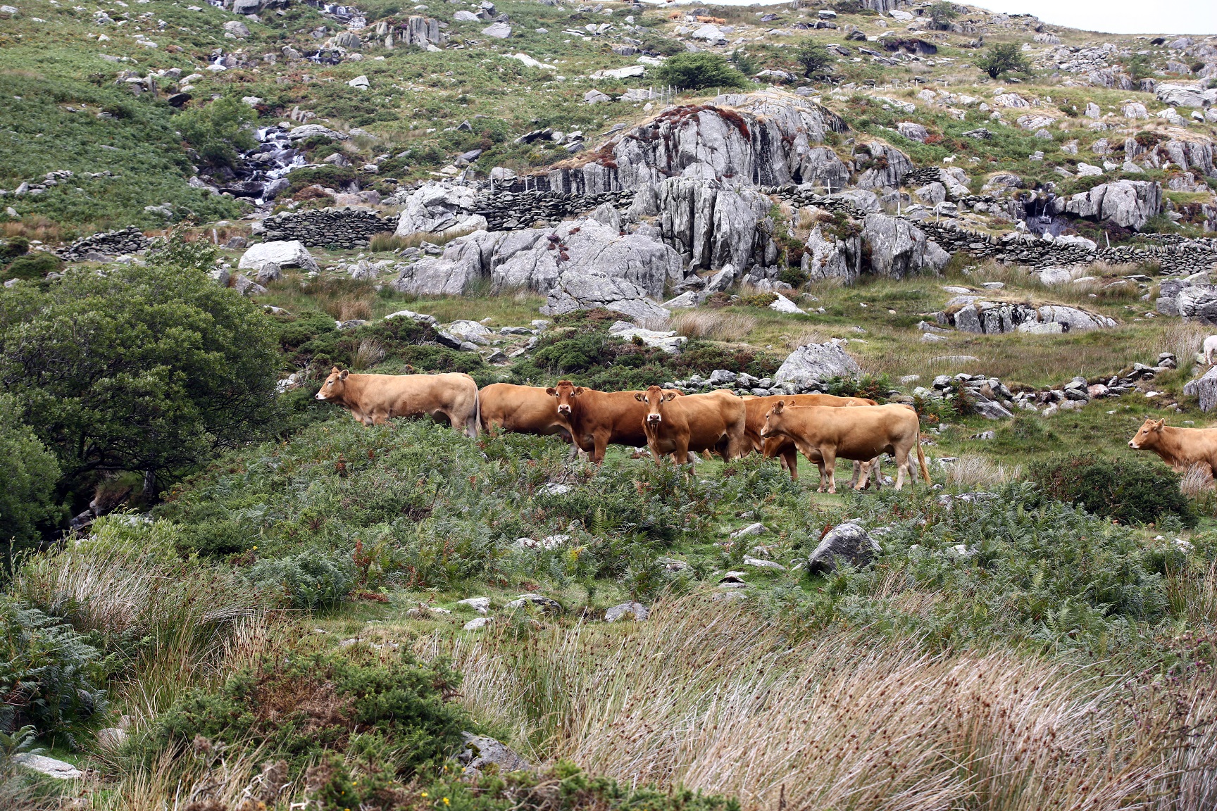 LIMOUSINS IN HARMONY WITH THE ENVIRONMENT | British Limousin Cattle Society