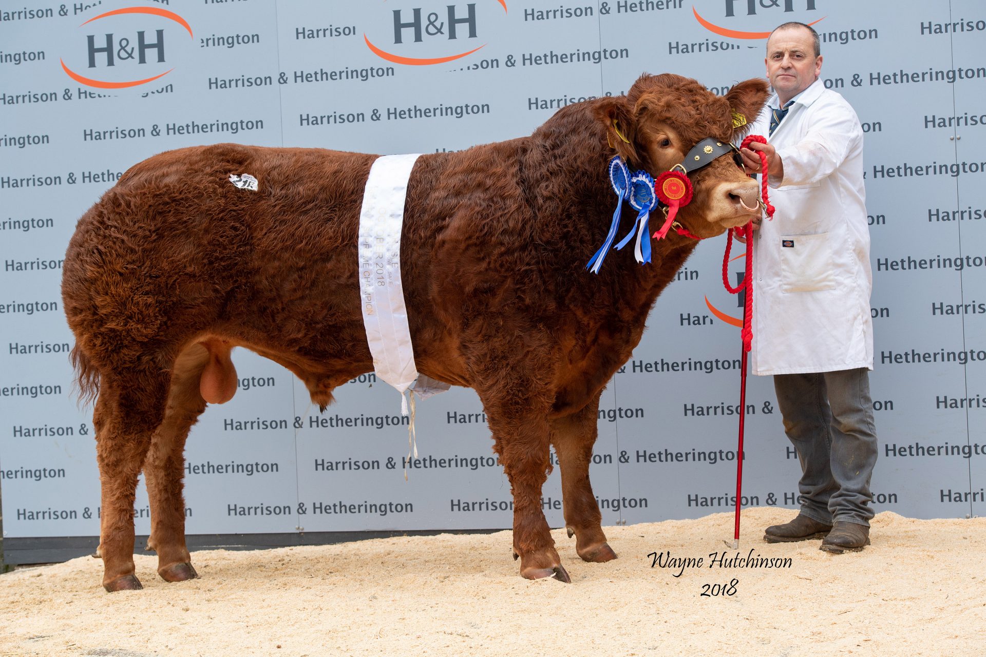 EASY CALVING BULLS IN DEMAND AS 17000GNS PABO NIRO LEADS VIBRANT ...