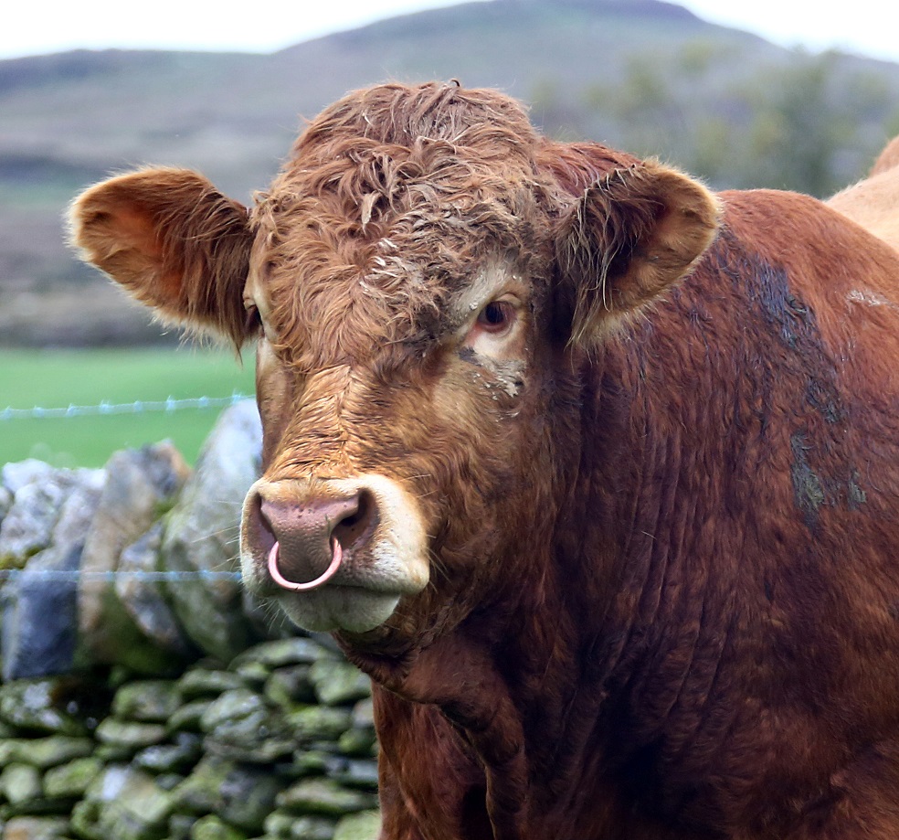 LIMOUSINS IN HARMONY WITH THE ENVIRONMENT | British Limousin Cattle Society