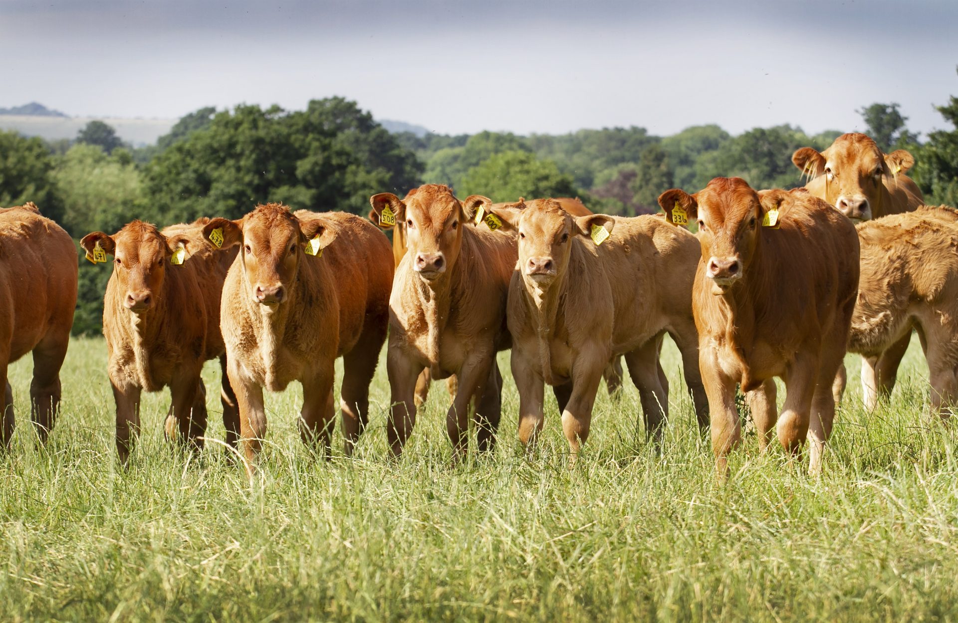 LIMOUSIN DRIVING PROFITABILITY AT STRATTONS FARMS | British Limousin ...