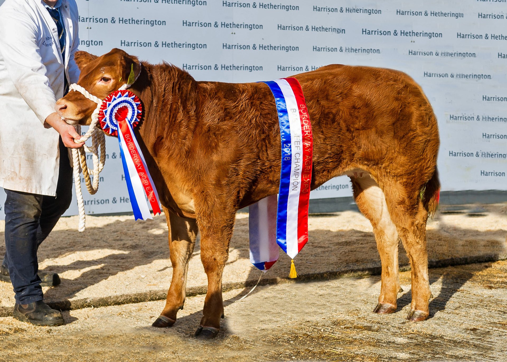 LIMOUSIN SIRED QUEEN BEE RULES TO TAKE THE BABY BEEF CHAMPIONSHIP AT ...
