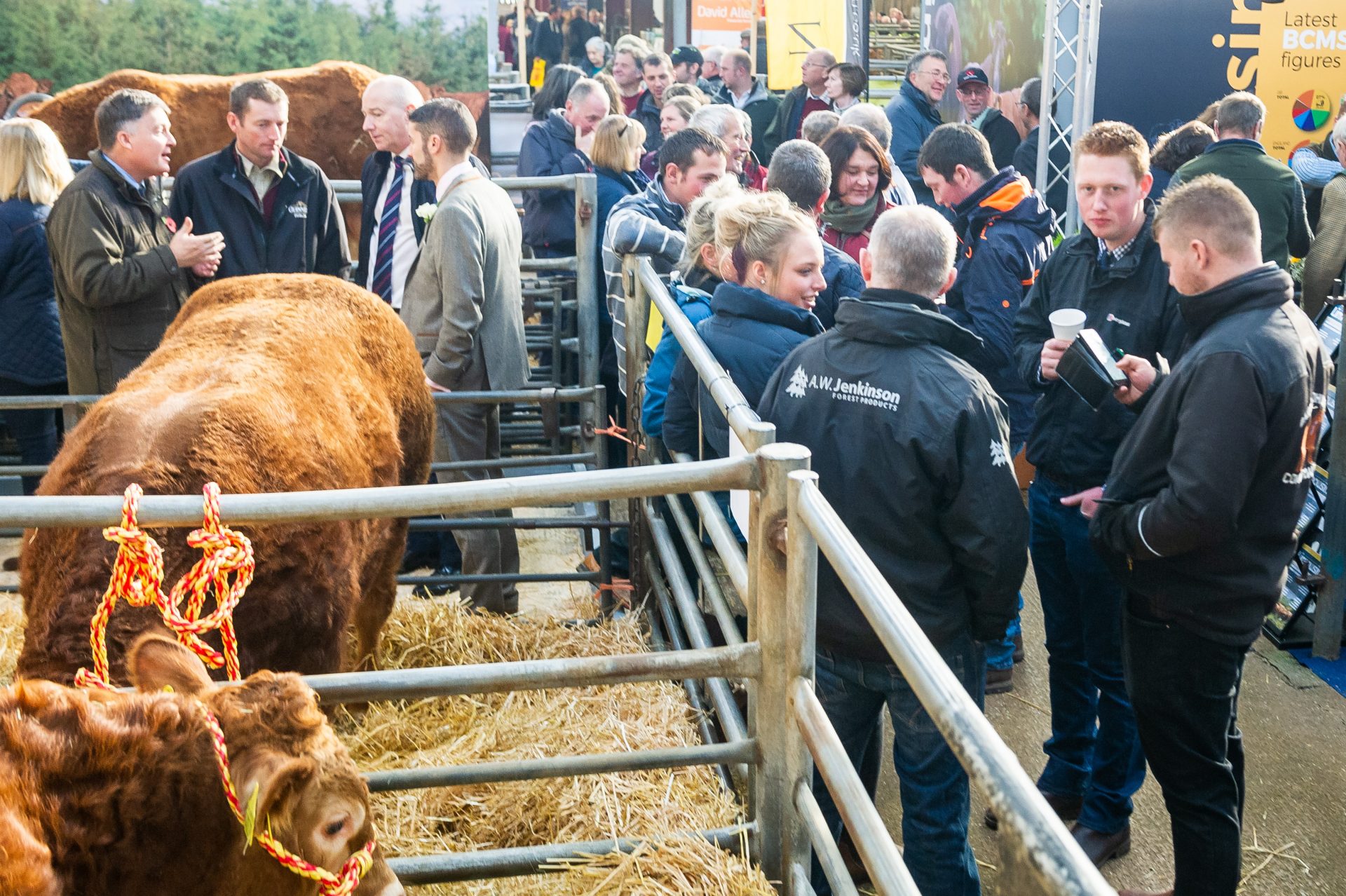 LIMOUSIN SIRED QUEEN BEE RULES TO TAKE THE BABY BEEF CHAMPIONSHIP AT ...
