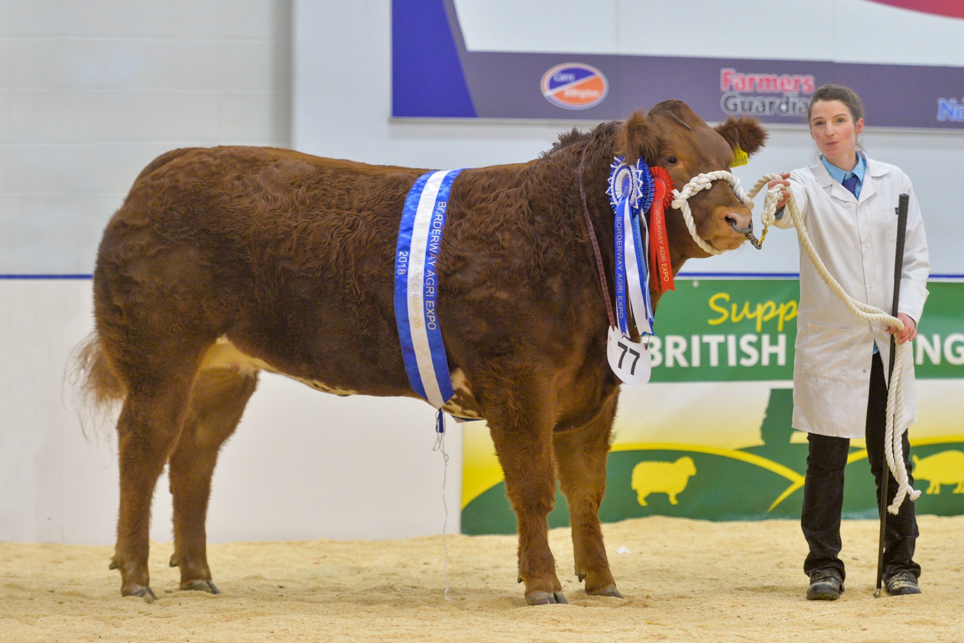 LIMOUSIN SIRED QUEEN BEE RULES TO TAKE THE BABY BEEF CHAMPIONSHIP AT ...
