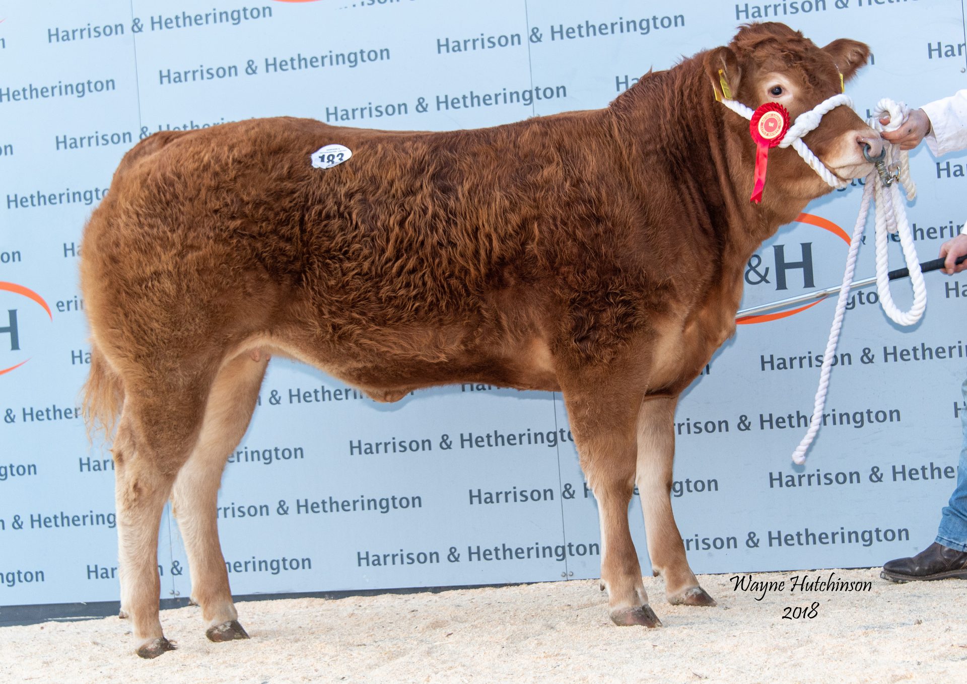 20,000GNS GRAHAMS NICKI LEADS LIMOUSIN RED LADIES SALE | British ...