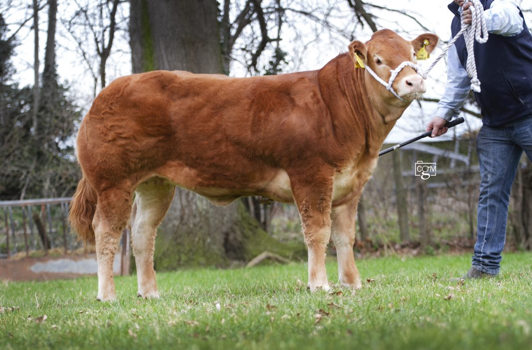 LIMOUSIN SIRED HEIFER TOPS RUTHIN SHOW POTENTIALS AT £6000 | British ...