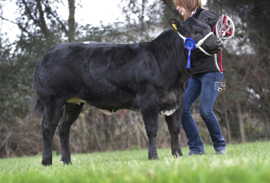 LIMOUSIN SIRED HEIFER TOPS RUTHIN SHOW POTENTIALS AT £6000 | British ...