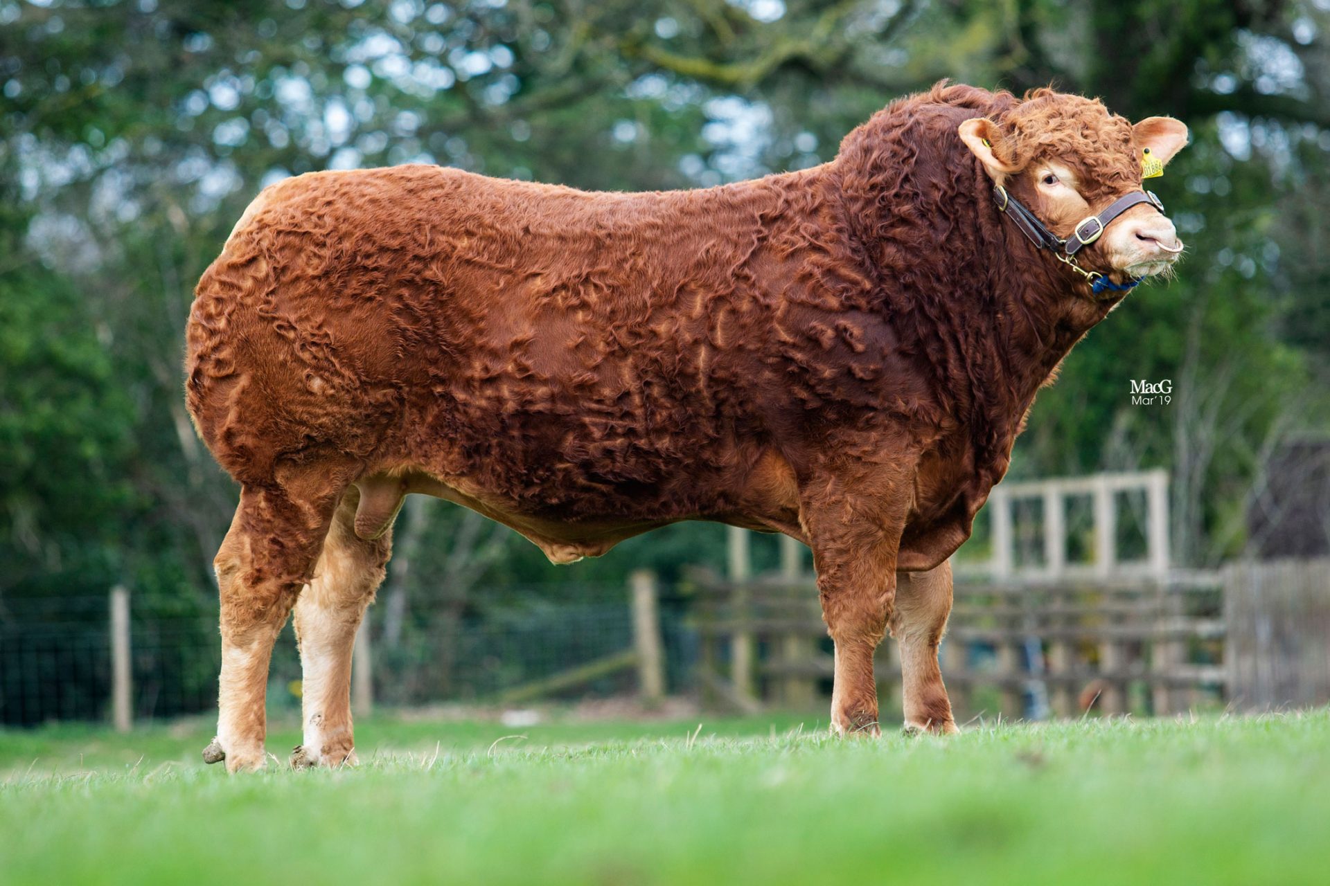 INAUGURAL LIMOUSIN SOCIETY SALE SEES STRONG DEMAND AT MELTON MOWBRAY ...
