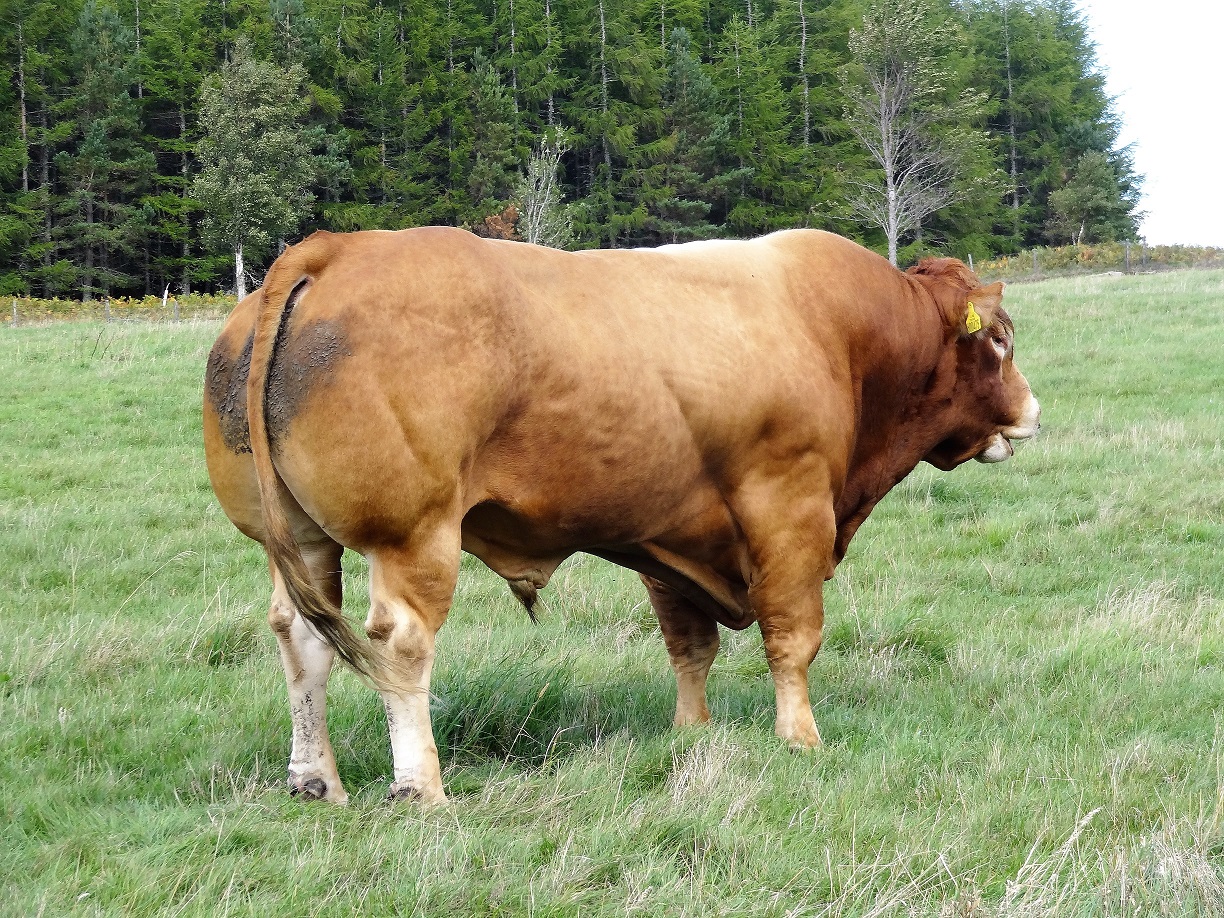 ‘VERSATILE, EASY CALVING AND LONG-LASTING’ LIMOUSINS AT LETHENDRY ...