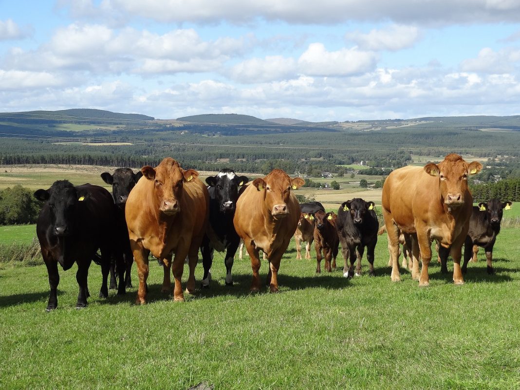 ‘VERSATILE, EASY CALVING AND LONG-LASTING’ LIMOUSINS AT LETHENDRY ...