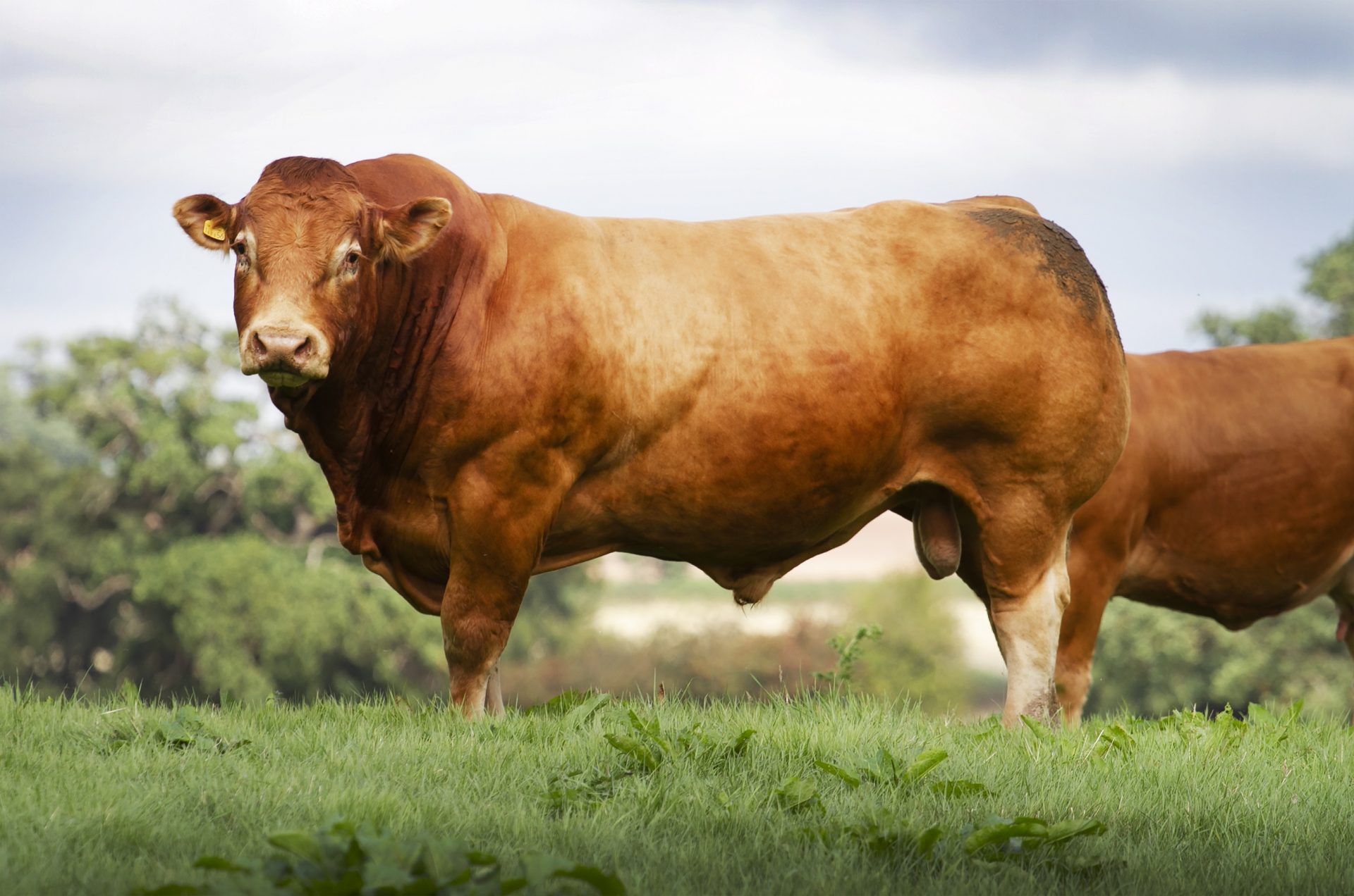 LIMOUSIN ATTRIBUTES TICK ALL THE BOXES FOR HEREFORDSHIRE BASED PHILIPS ...