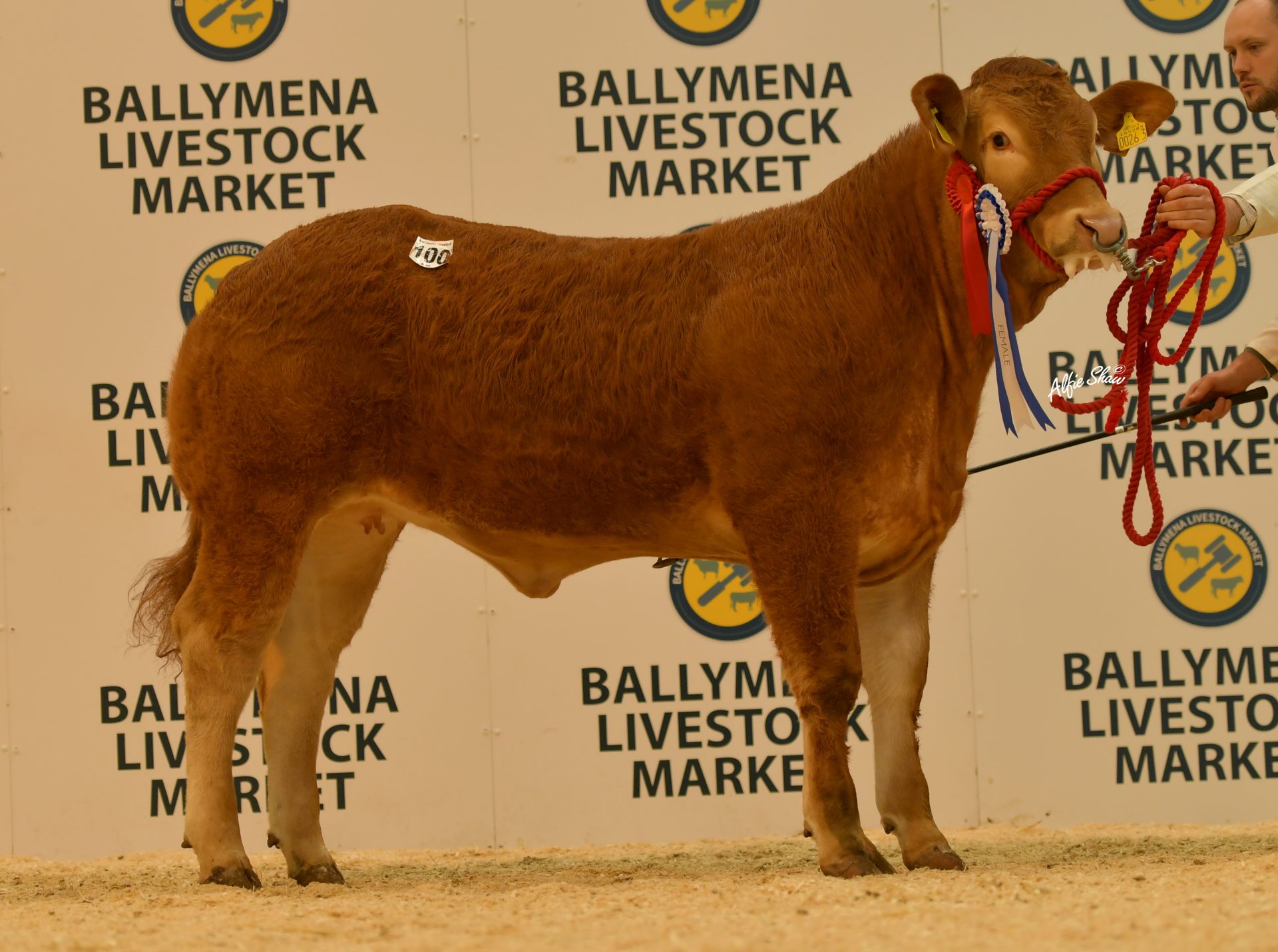 5,800GNS DRUMHILLA NUTCRACKER THE LIMOUSIN LEADER AT BALLYMENA ...