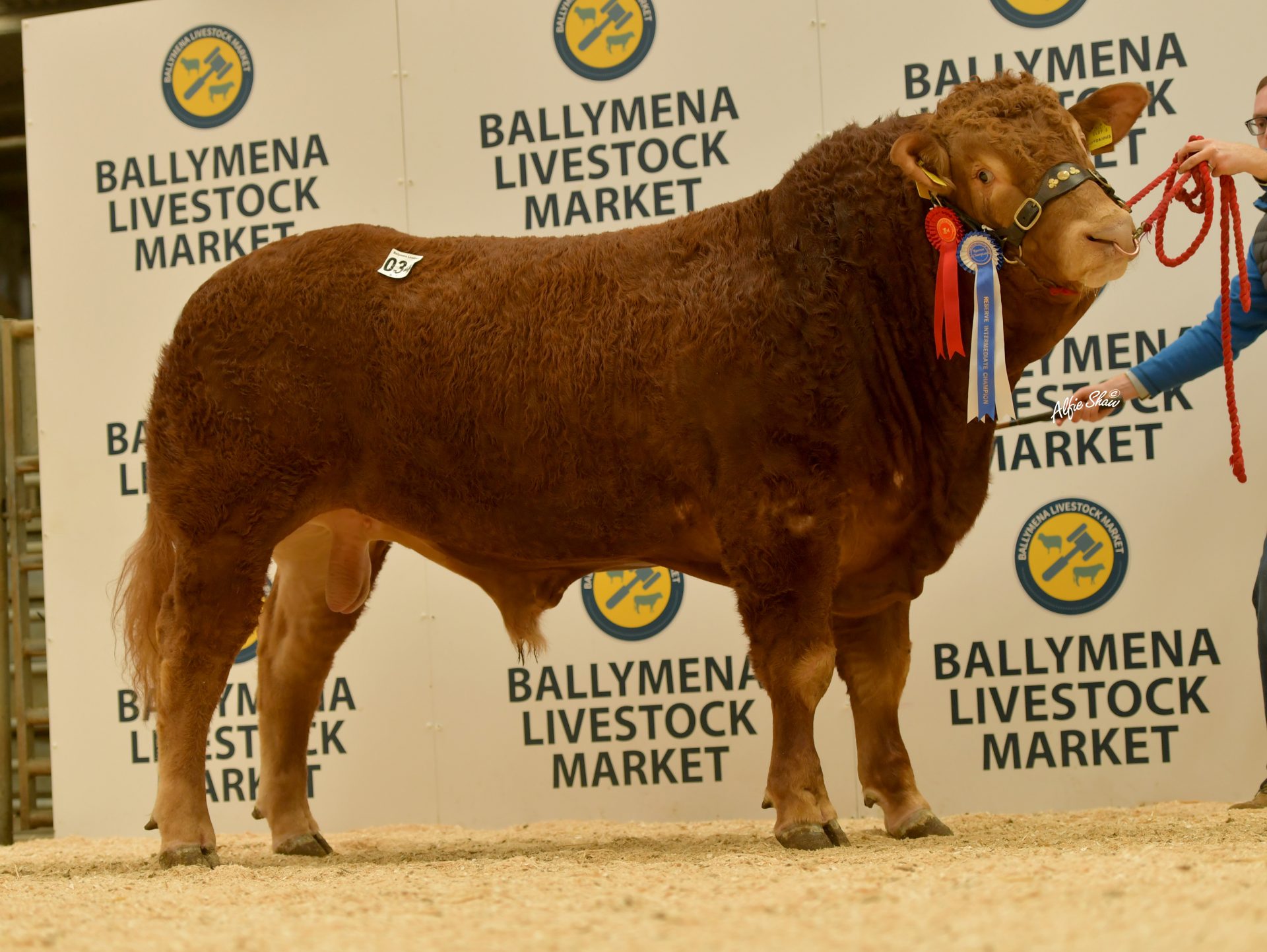 5,800GNS DRUMHILLA NUTCRACKER THE LIMOUSIN LEADER AT BALLYMENA ...