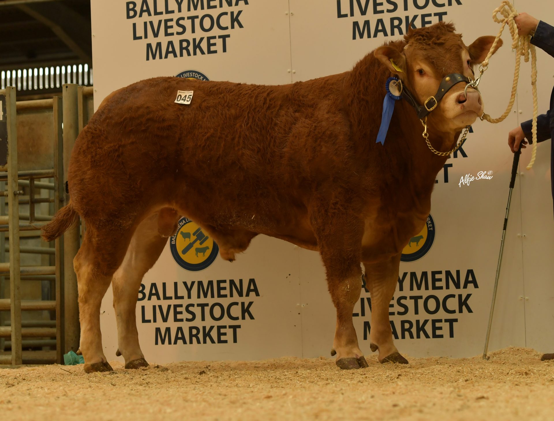 5,800GNS DRUMHILLA NUTCRACKER THE LIMOUSIN LEADER AT BALLYMENA ...
