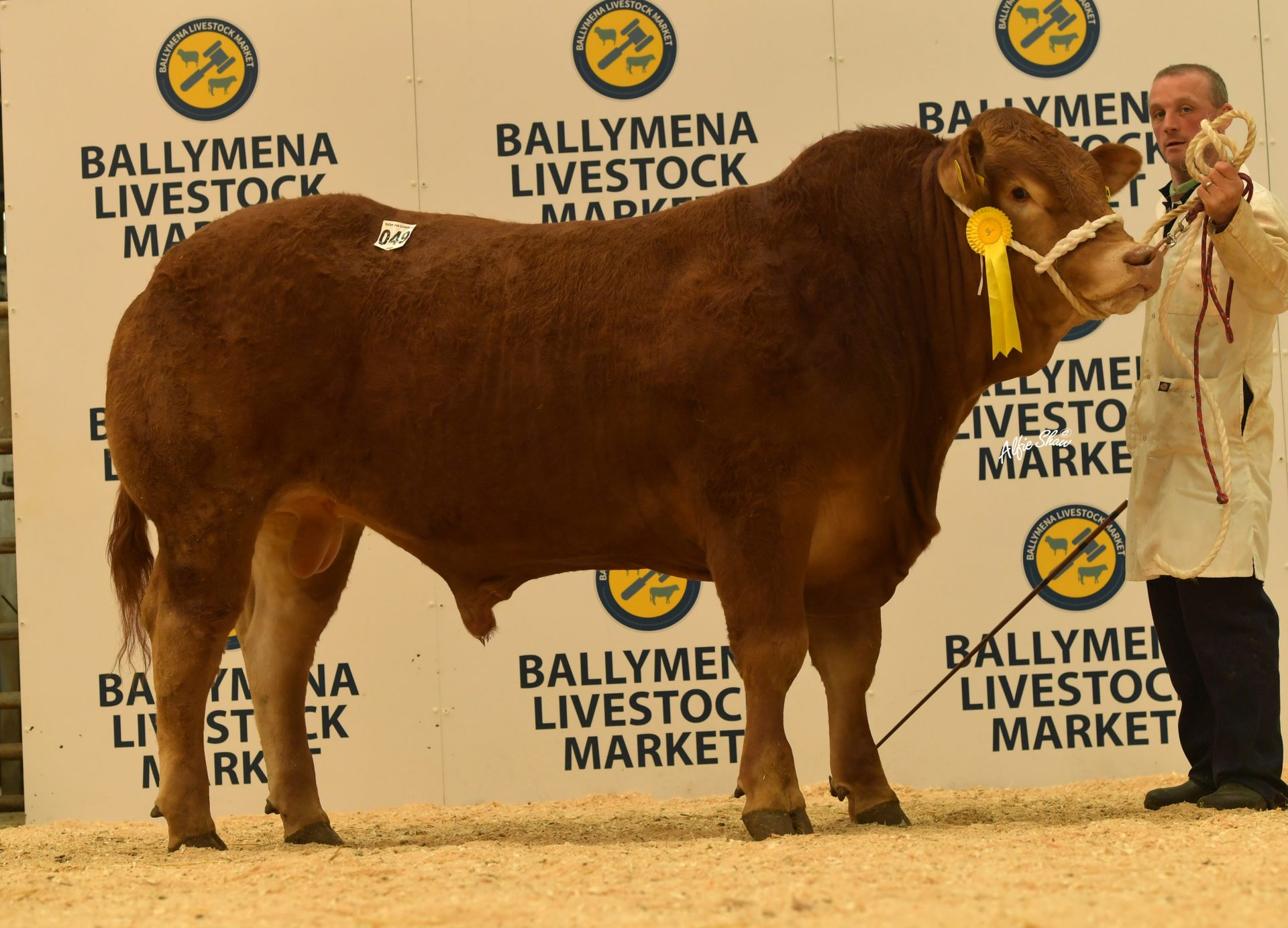 5,800GNS DRUMHILLA NUTCRACKER THE LIMOUSIN LEADER AT BALLYMENA ...