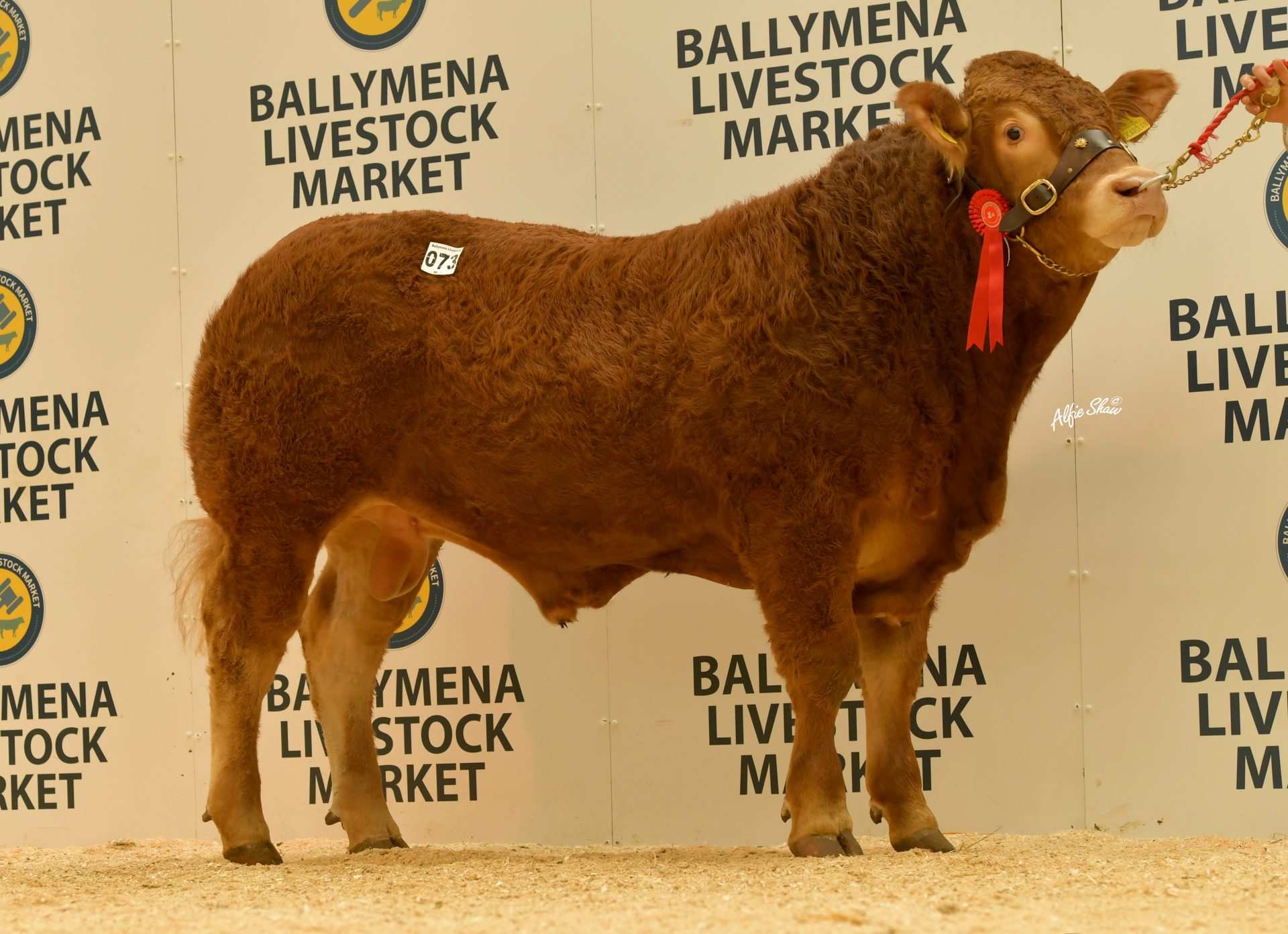 5,800GNS DRUMHILLA NUTCRACKER THE LIMOUSIN LEADER AT BALLYMENA ...