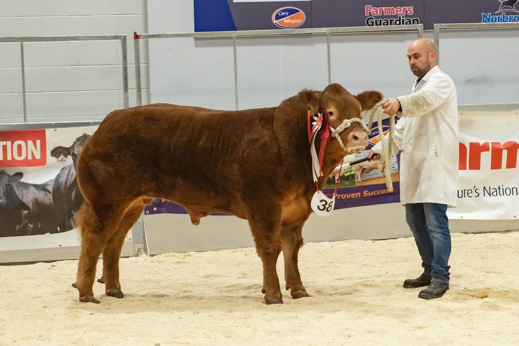 LIMOUSIN STRENGTH IN DEPTH THROUGHOUT AGRI EXPO | British Limousin ...