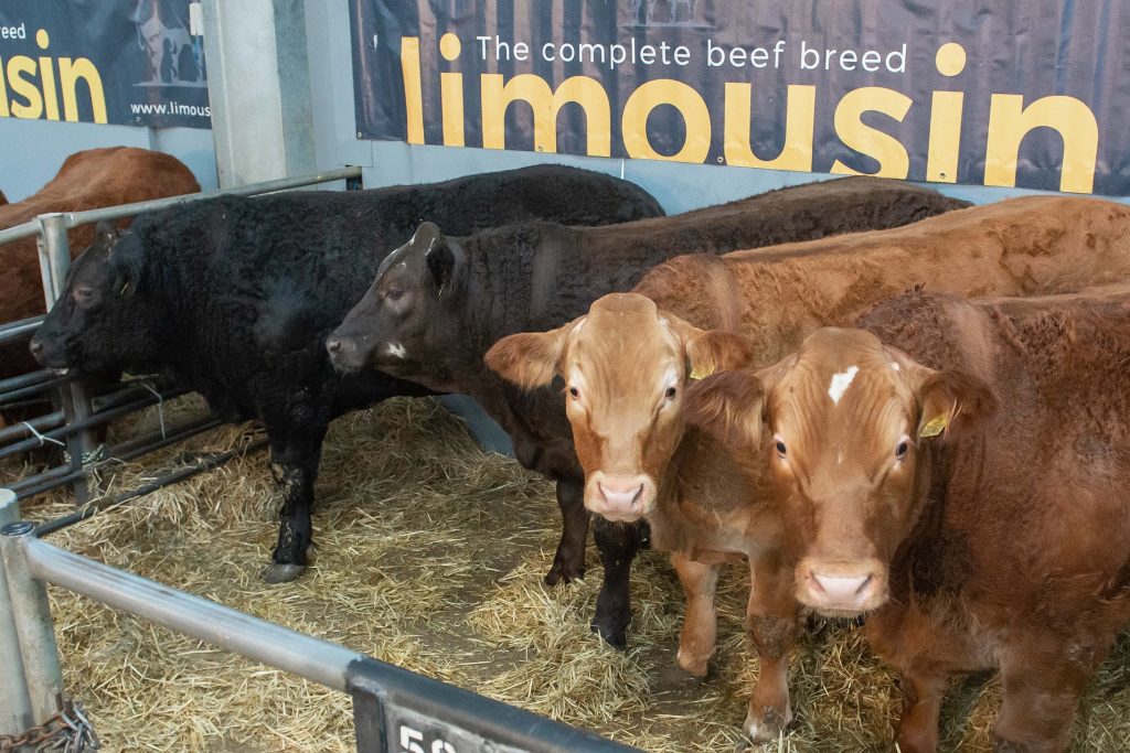 LIMOUSIN STRENGTH IN DEPTH THROUGHOUT AGRI EXPO | British Limousin ...