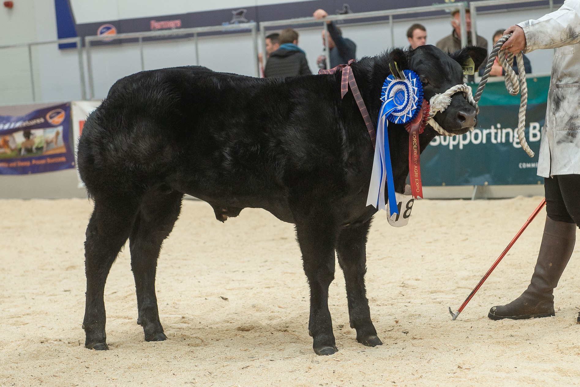 LIMOUSIN STRENGTH IN DEPTH THROUGHOUT AGRI EXPO | British Limousin ...