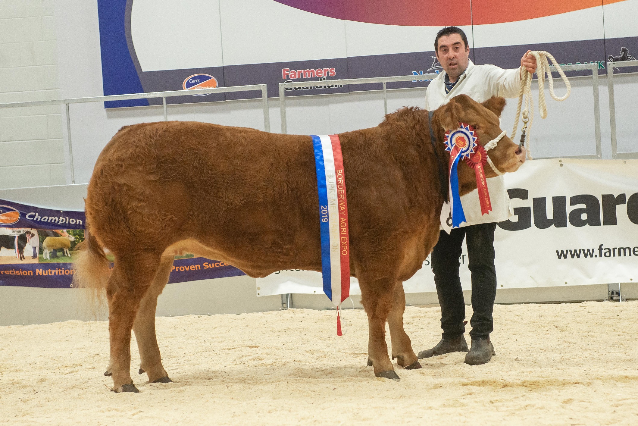LIMOUSIN STRENGTH IN DEPTH THROUGHOUT AGRI EXPO | British Limousin ...