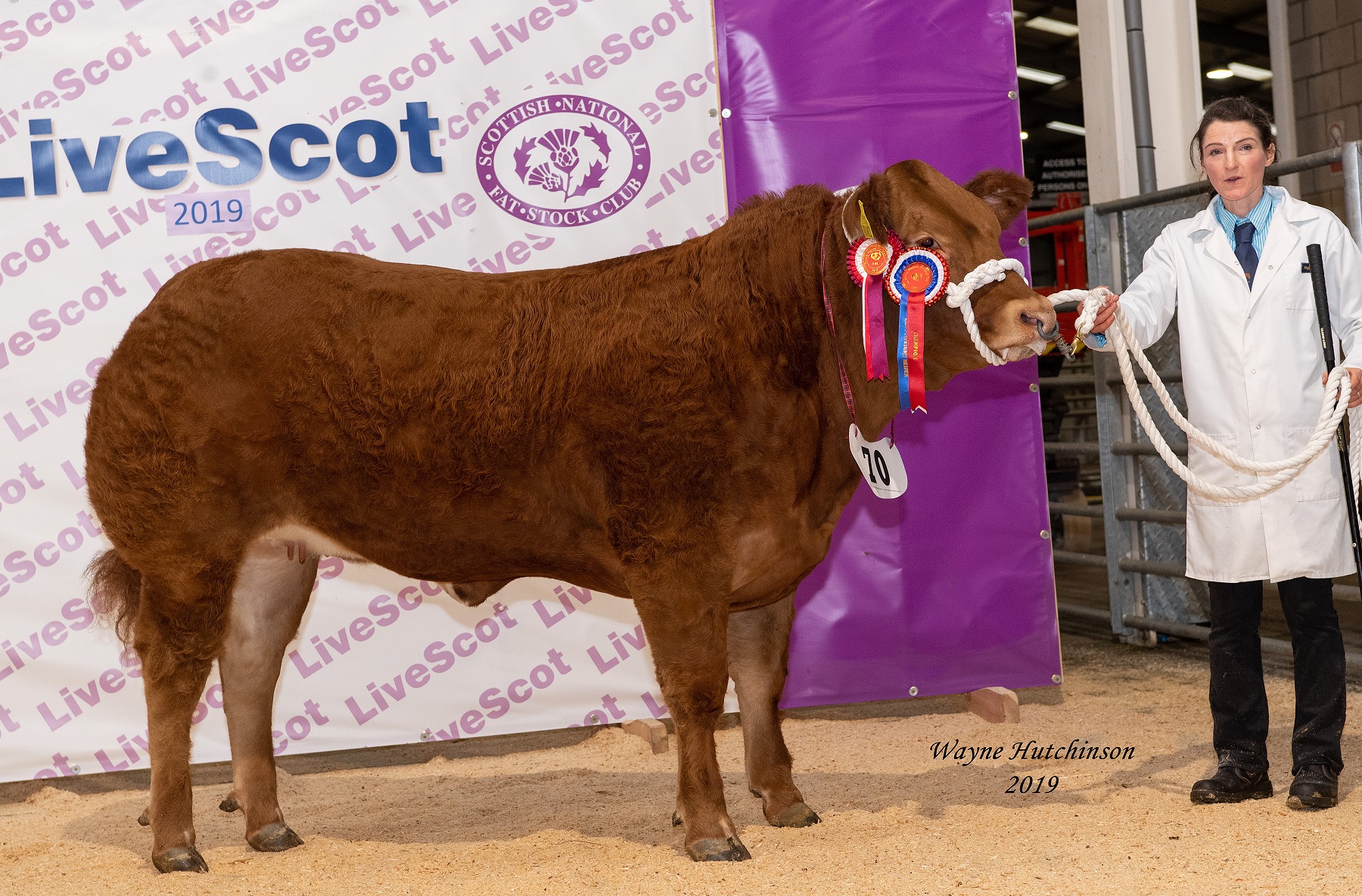 LiveScot 2019 stop press | British Limousin Cattle Society