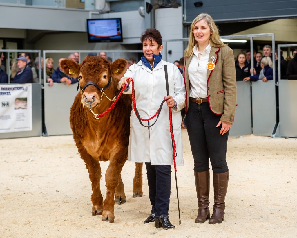 RED LADIES DERBY REACHES 20,000GNS | British Limousin Cattle Society