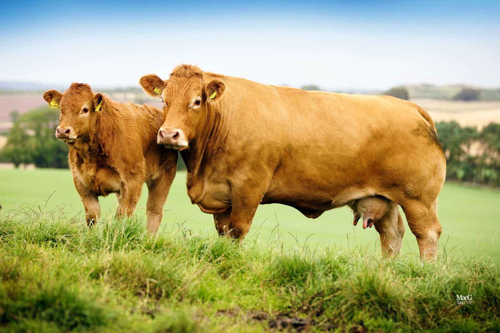 HOMEBYRES HITS 26,000GNS AT THEIR LIMOUSIN HERD DISPERSAL | British ...